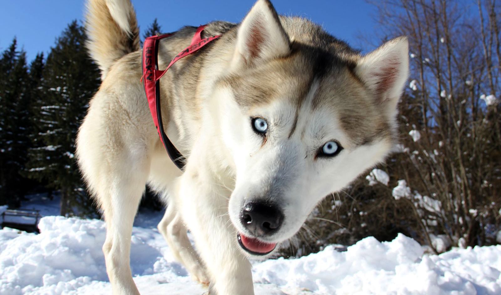 Dog Sledding Below Tatra: Experience Top 1 Husky Adventure